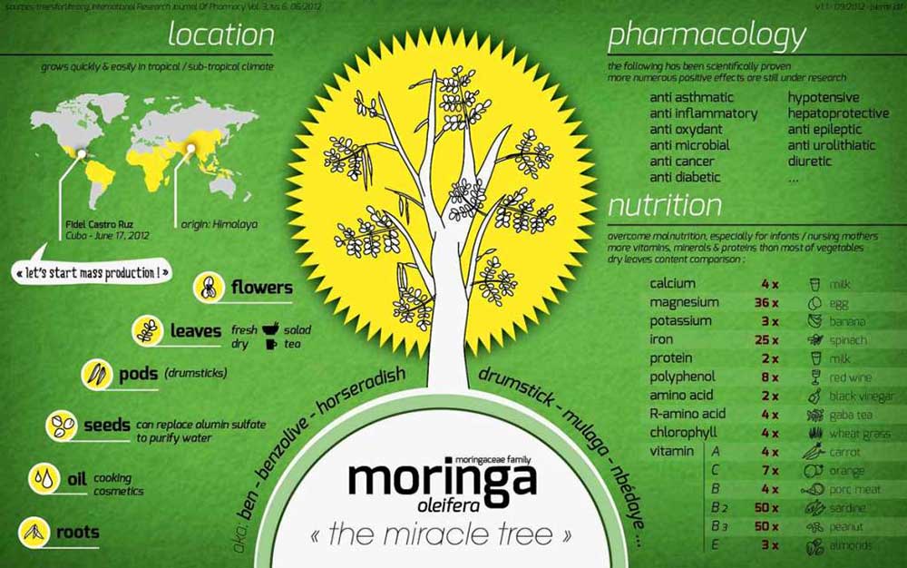 Moringa Oleifera, A Magical Vegetable Tree – Moringa Products NZ