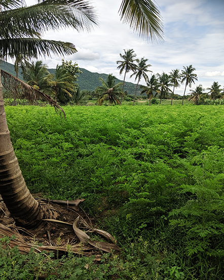 Moringa Farm – Moringa Products NZ