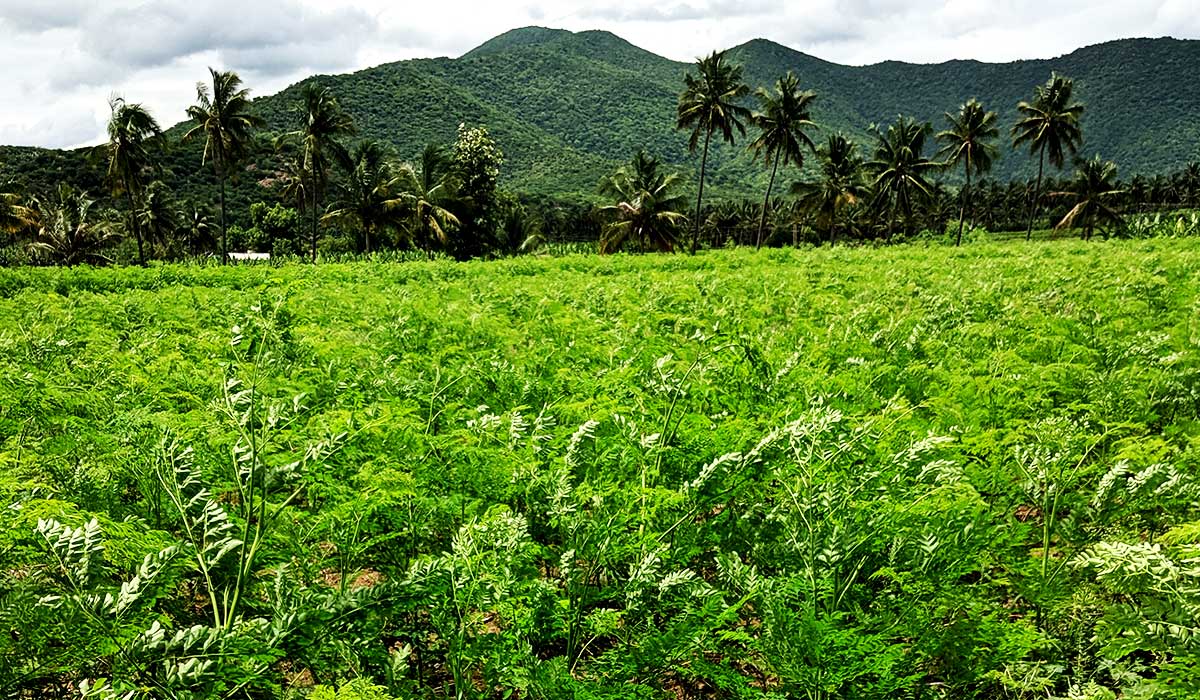 Moringa Farm – Moringa Products NZ